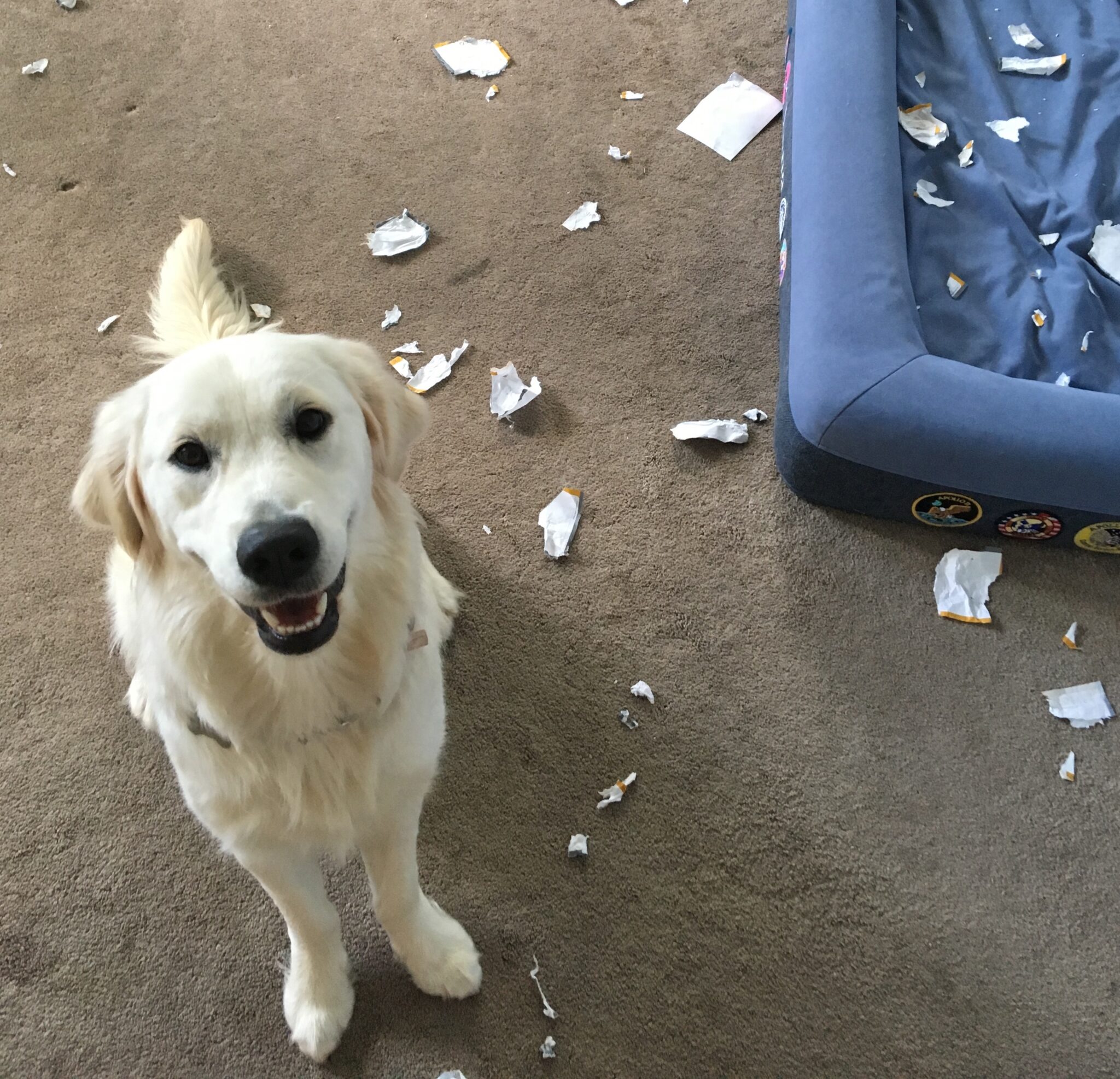 "My dog ate my article": The most creative school excuses from NGU ...